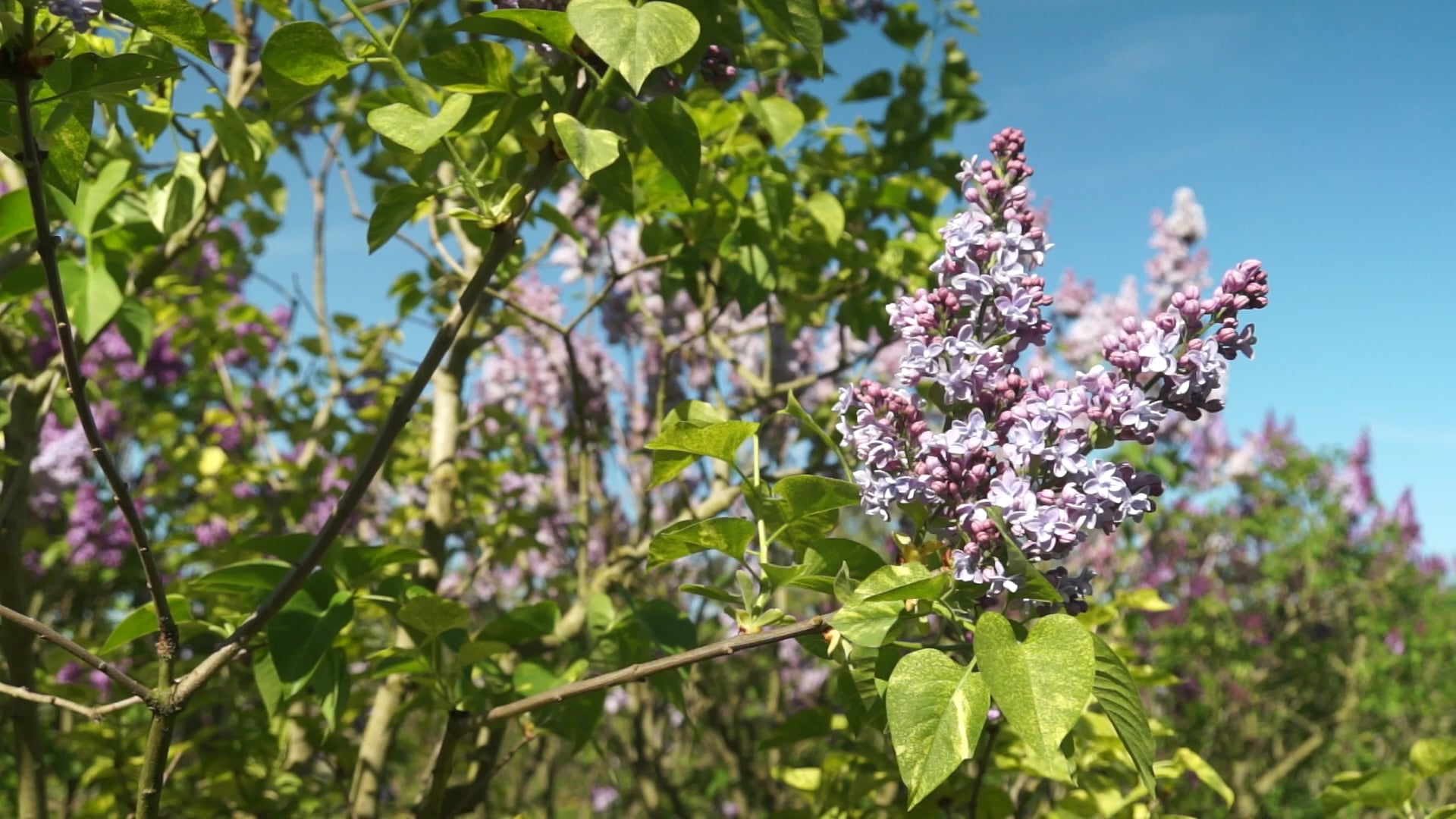 Collection de Lilas dans le Val-de-Marne on Vimeo