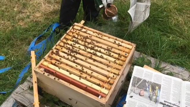 Uniting two bee hives using newspaper method. on Vimeo