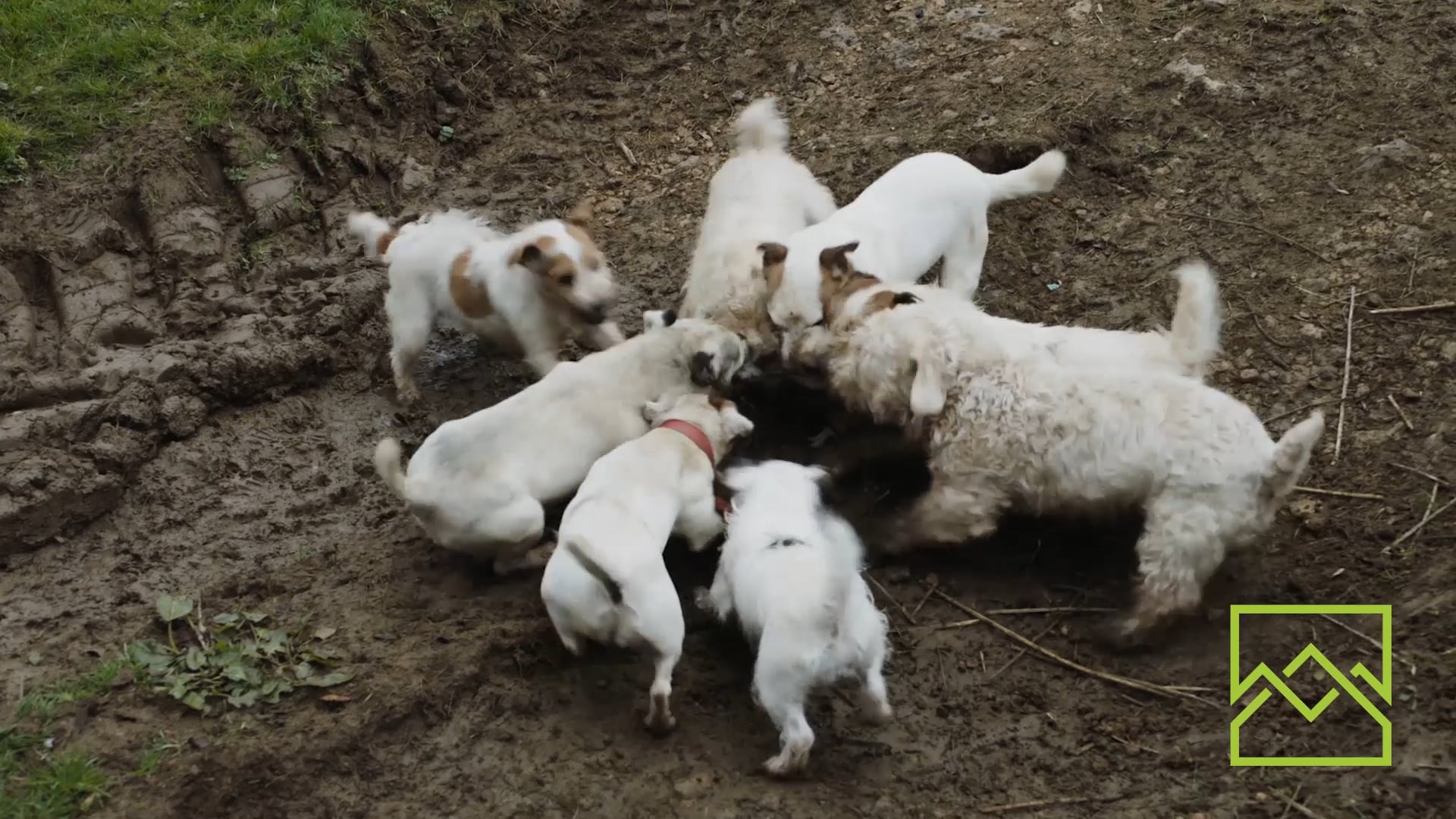 2017 Finalist Trailer: Rats on Vimeo