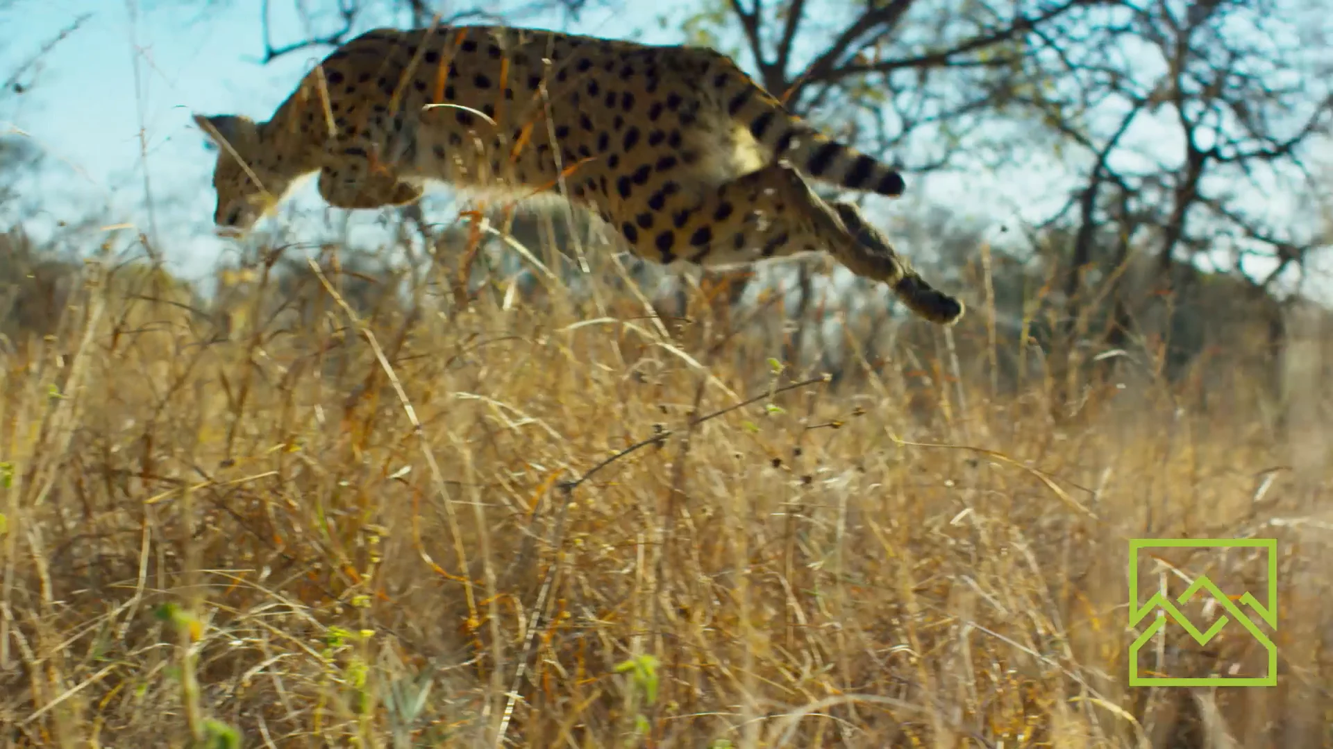 2017 Finalist Trailer: Planet Earth II: Grasslands on Vimeo