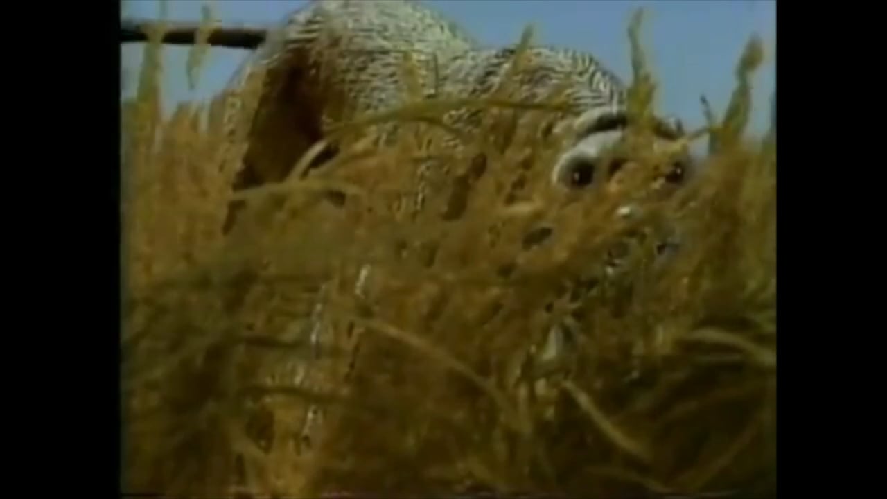 After Man Resound clip 1-Rabbuck chase on Vimeo