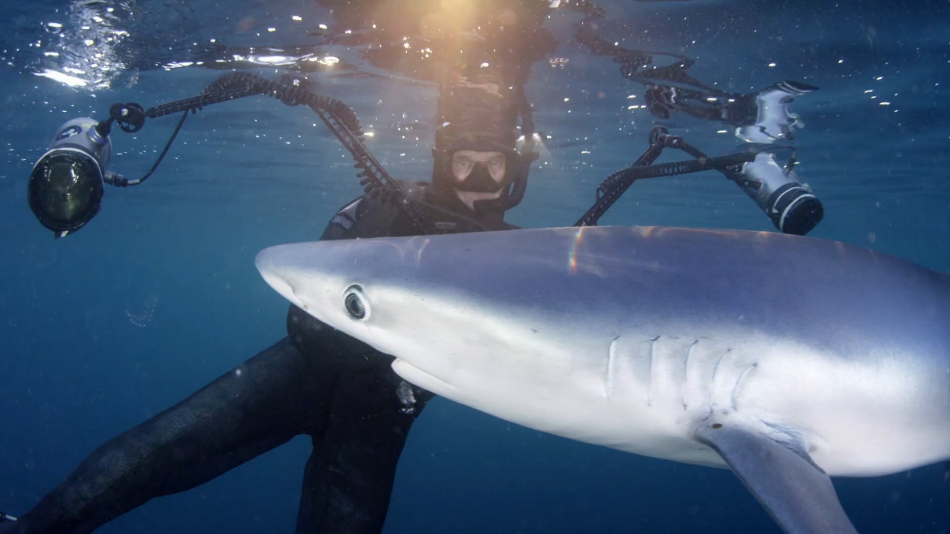 Sharks Exhibit Promo on Vimeo
