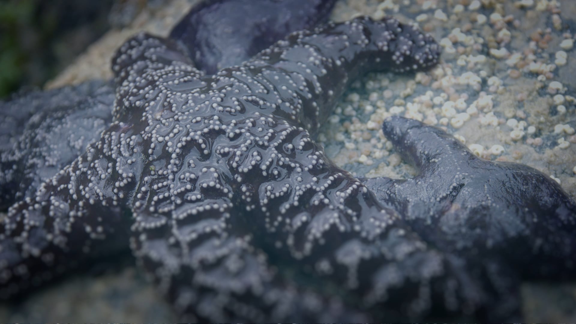 Melting Stars on Vimeo