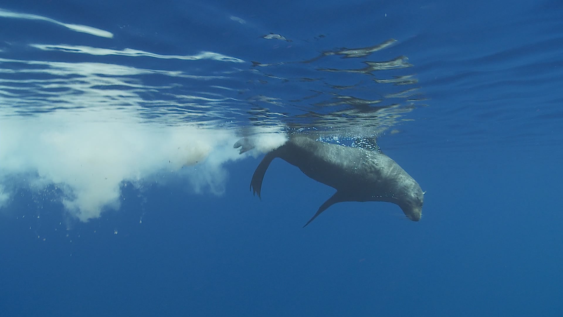 YOE - Video: Where do creatures poo in the ocean?
