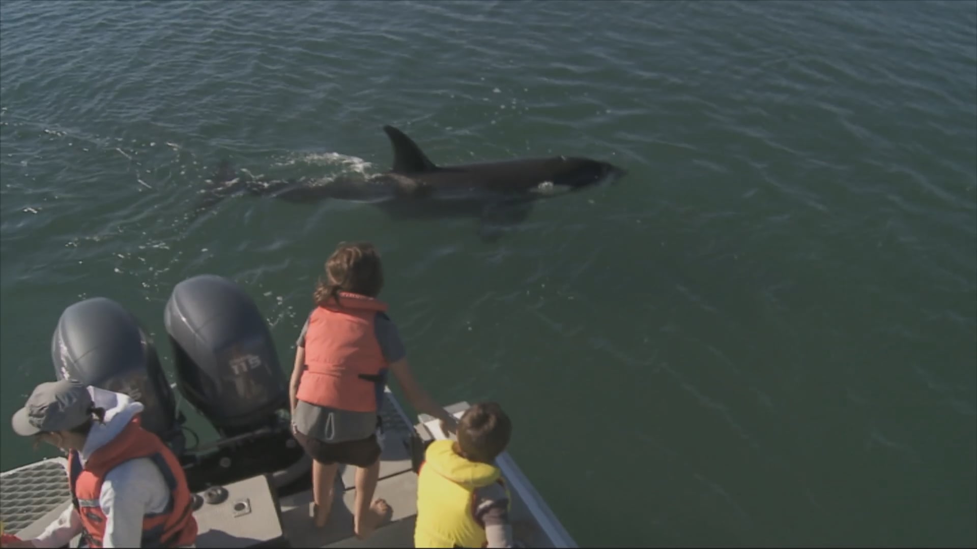 YOE - Video: Riley's amazing orca discovery