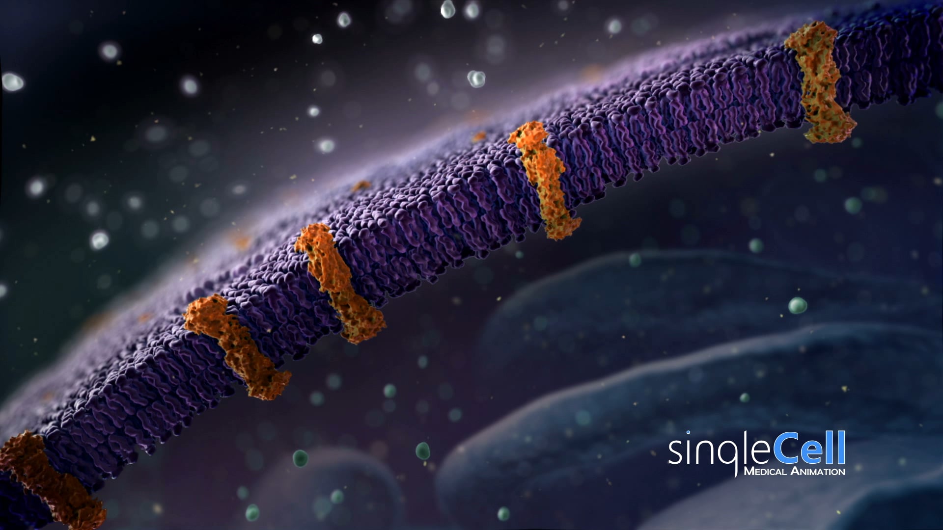 Membrane Animation | Single Cell Animation on Vimeo