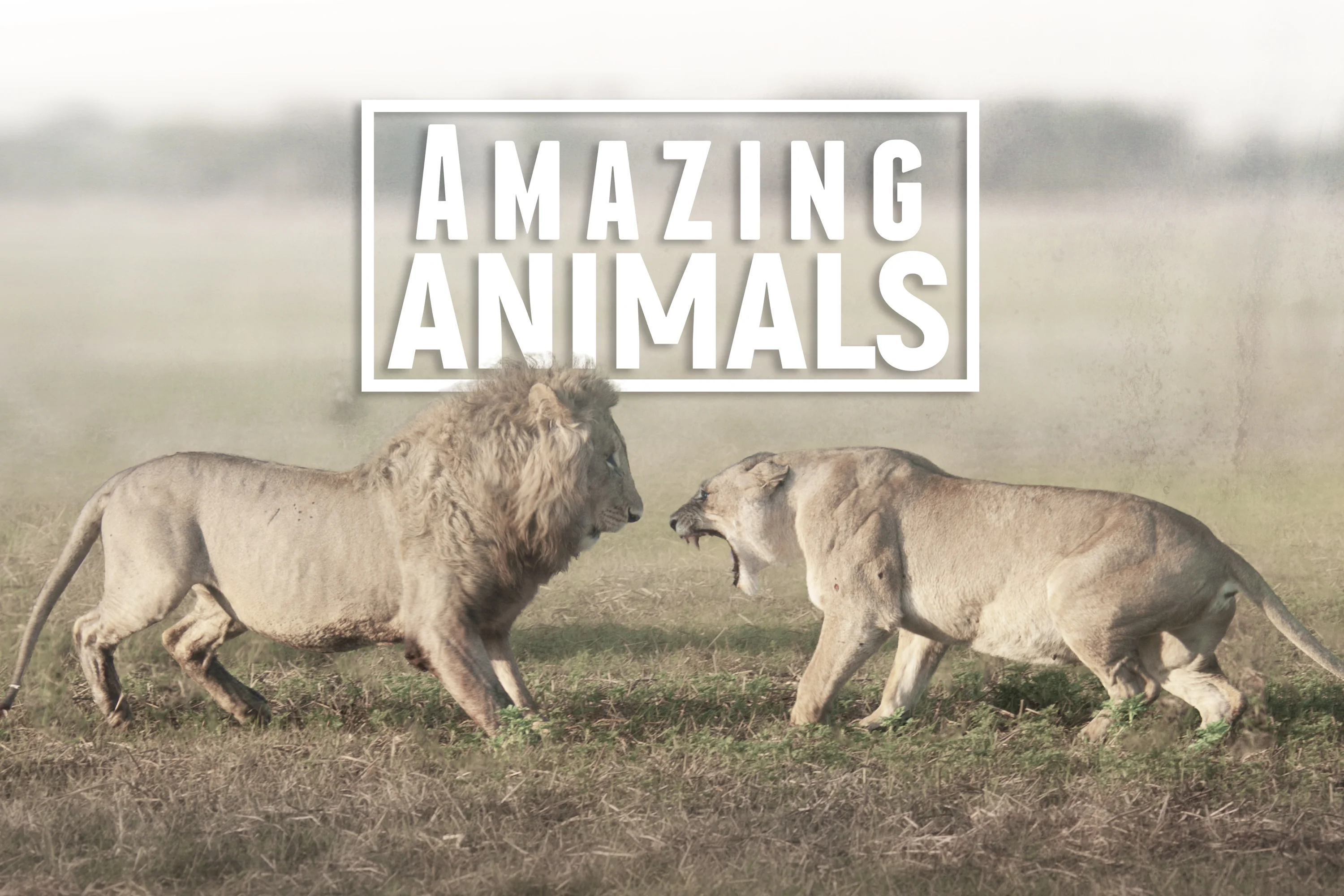 Watch Most Amazing Animals - Series 1 Online | Vimeo On Demand on Vimeo