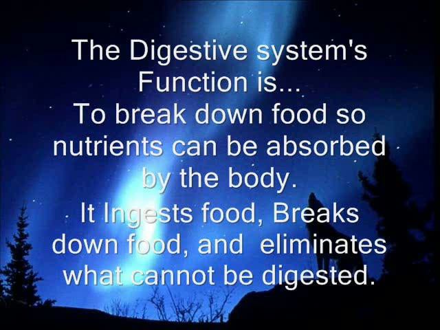 Wolf Digestive System Final on Vimeo
