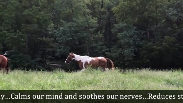 Horses Healing Humans... on Vimeo