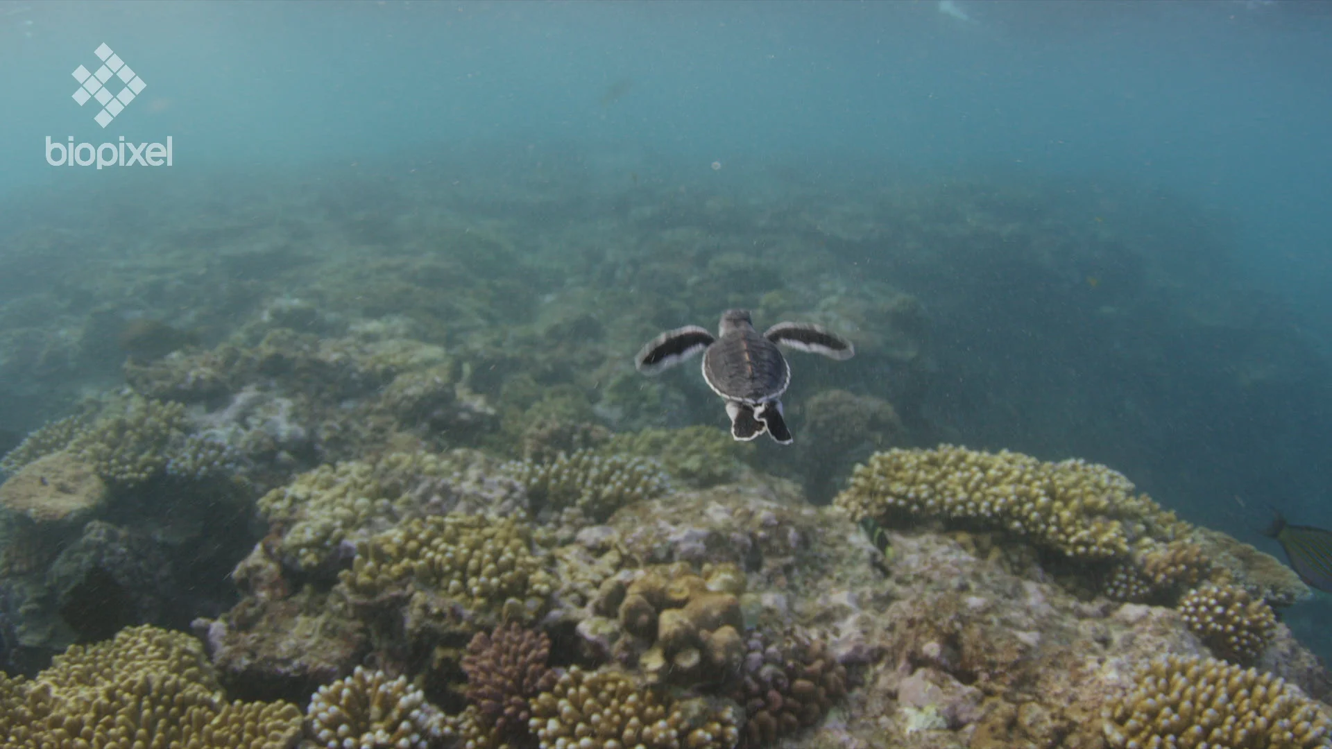 4K Green Sea Turtles Underwater - Green Sea Turtles Life Cycle 4K Best ...