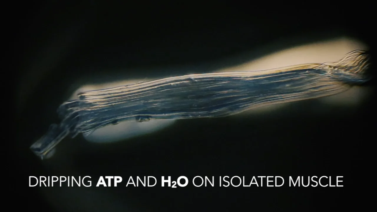 Real Muscle Contraction - Version6_ATP on Vimeo
