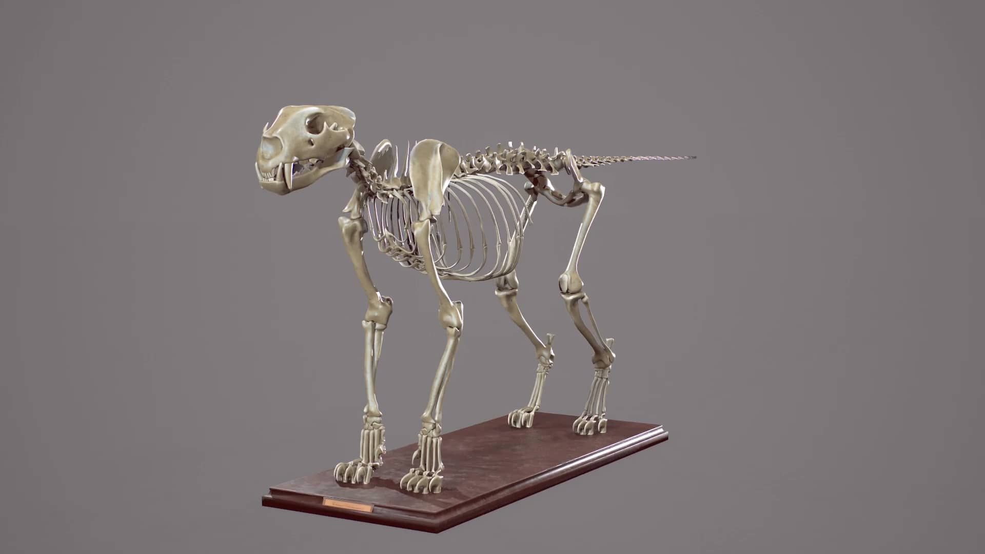 Free Leopard skeleton and references pictures on Vimeo