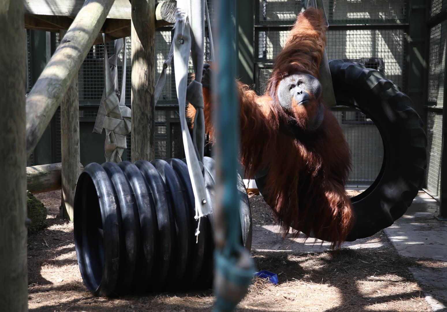 Center for Great Apes founder Patti Ragan talks about the facility and ...