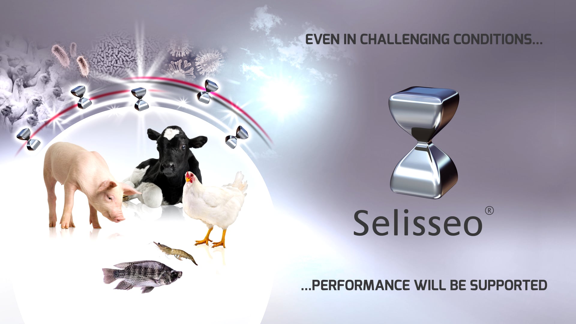 Selisseo®, helping animals fight oxidative stress on Vimeo