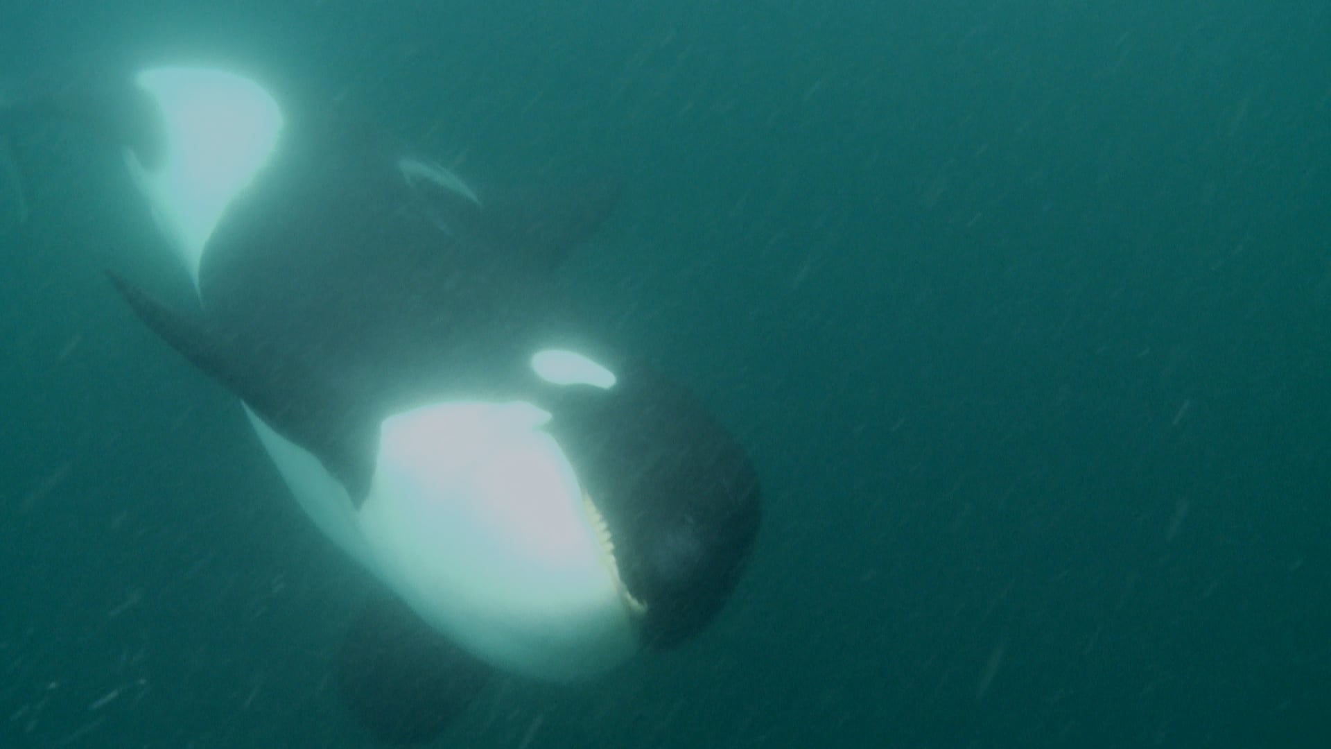 YOE - Video: Meet the largest dolphin in the sea