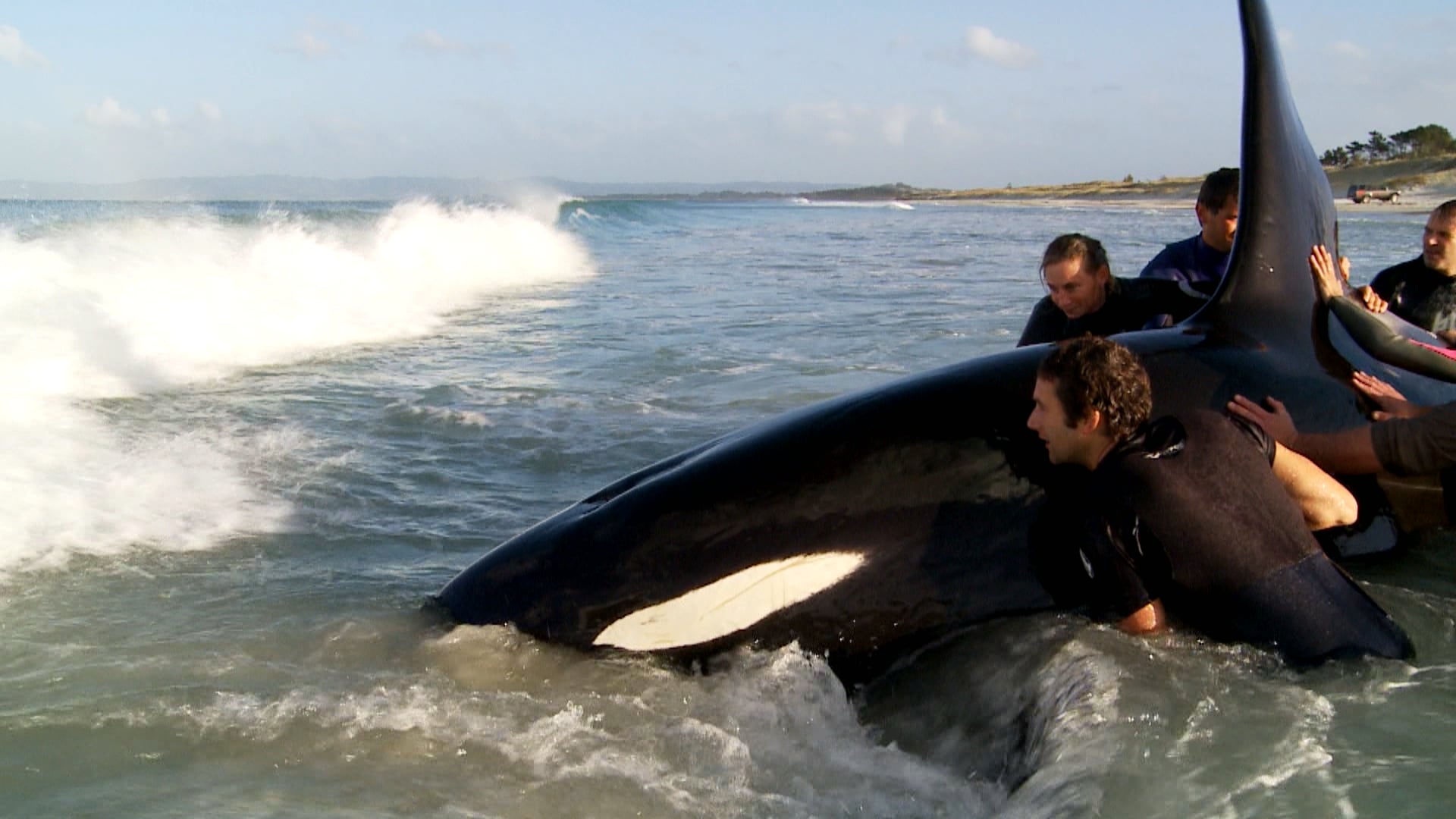 YOE - Video: What is it like to save an orca?