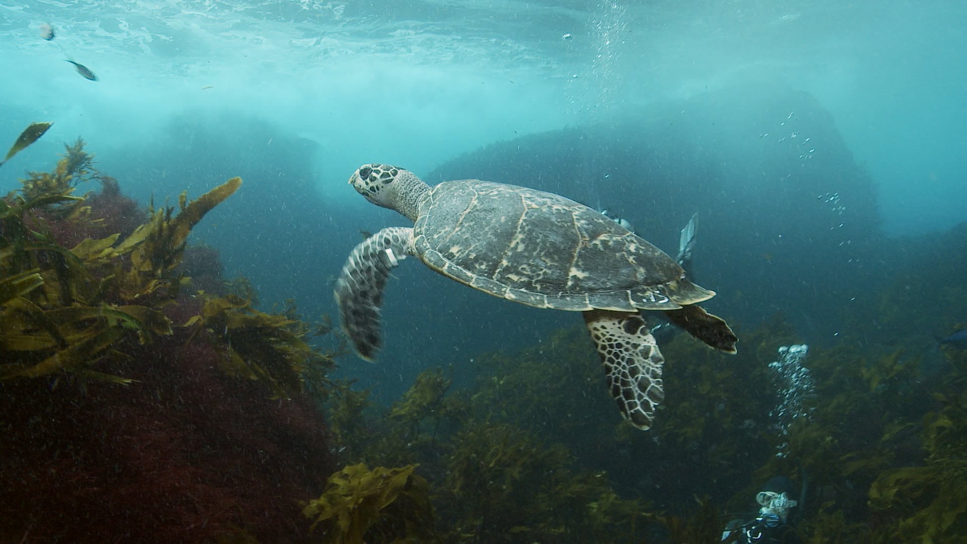 YOE - Video: What do turtles use their back flippers for?