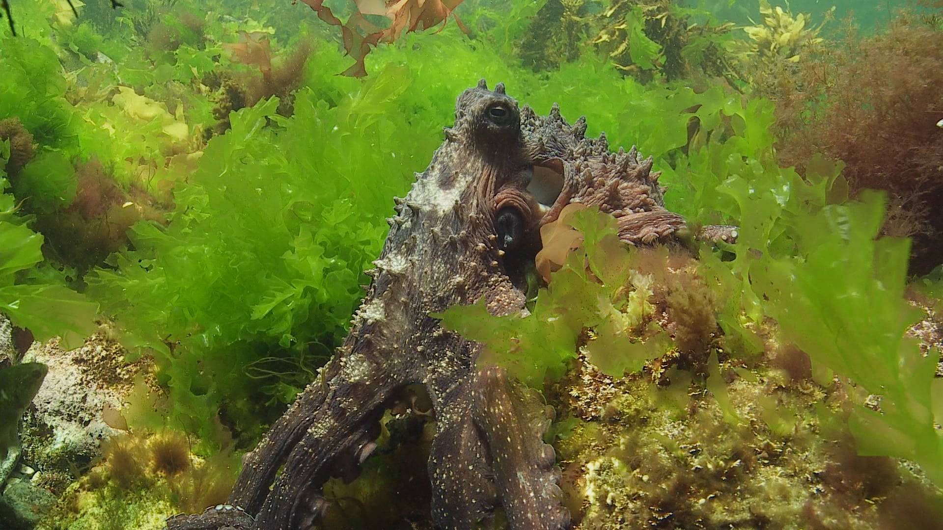 YOE - Video: What is a food chain?