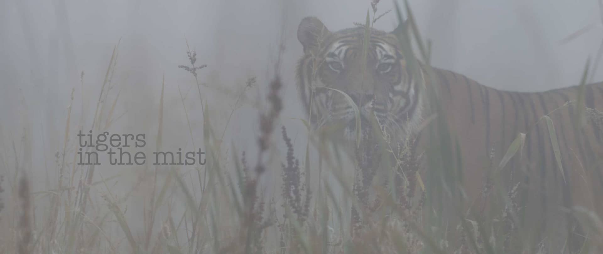 A Moment of Sanctuary - Tigers in the Mist on Vimeo
