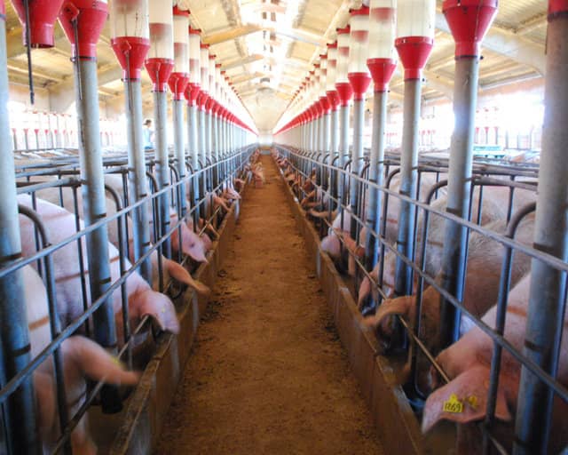 Aragón | Aragon - Granjas de cerdos | Pig farms on Vimeo