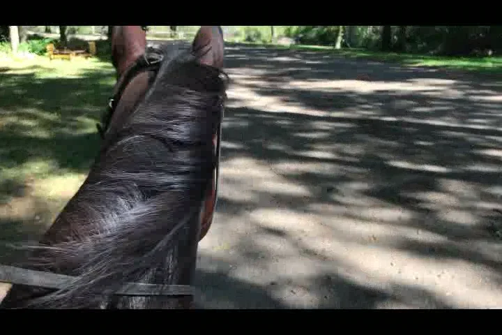 Standardbred Horse Gait Training Under Saddle THR on Vimeo