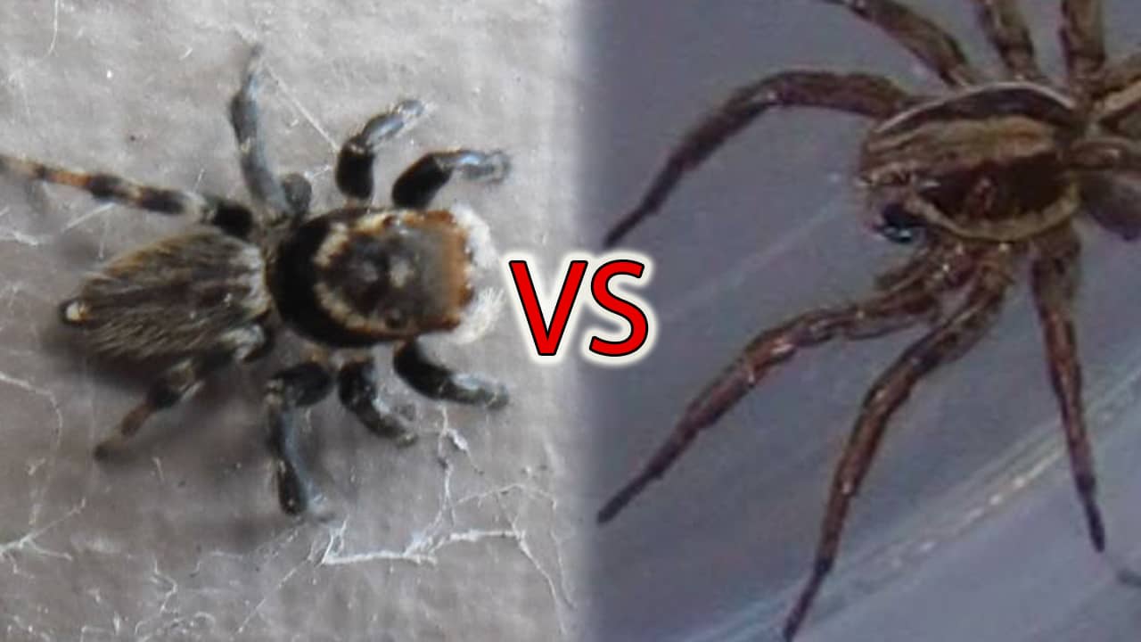 Jumping Spider vs Wolf Spider on Vimeo