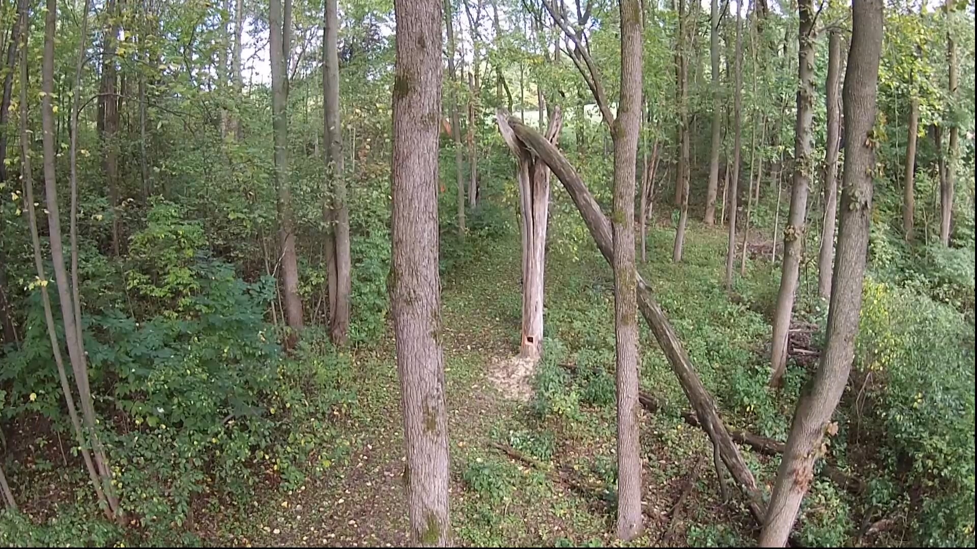 Removal of The Widow Maker Tree on Vimeo