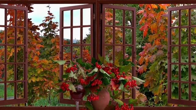 Autumn, Maple, Window. Free Stock Video - Pixabay