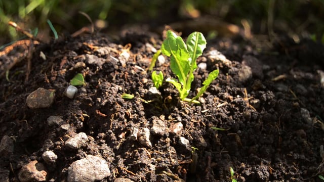 Planta Tierra Naturaleza - Free video on Pixabay - Pixabay