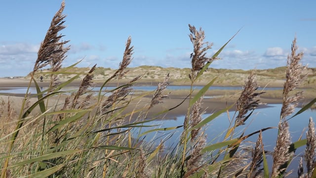 Reed, Wind, Summer Day. Free Stock Video - Pixabay