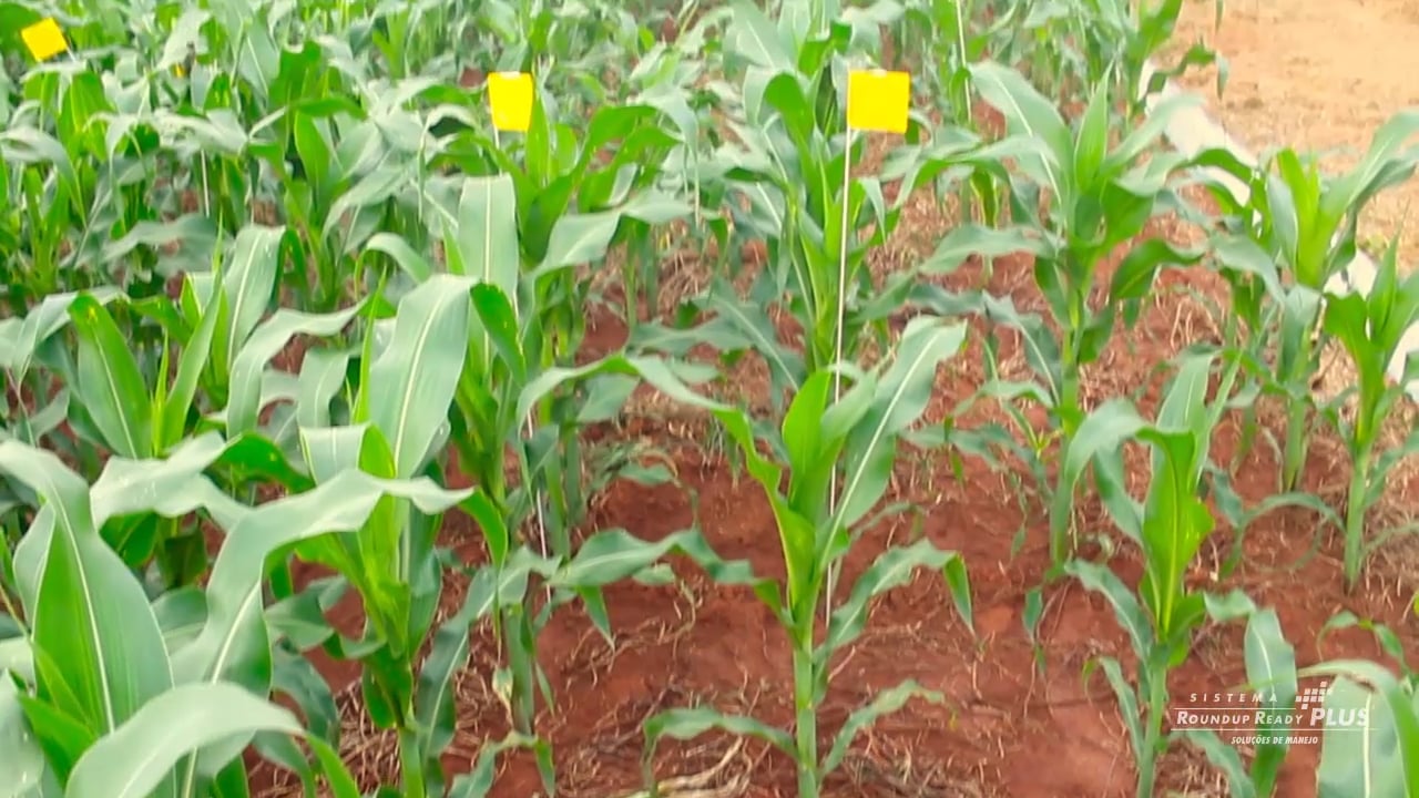 MIP - Manejo em VTPRO3 on Vimeo