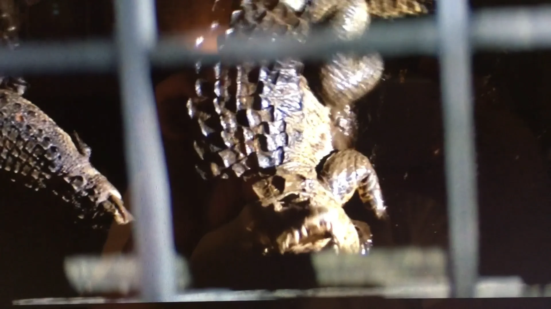 "Look at those snappers, will ya?!" on Vimeo