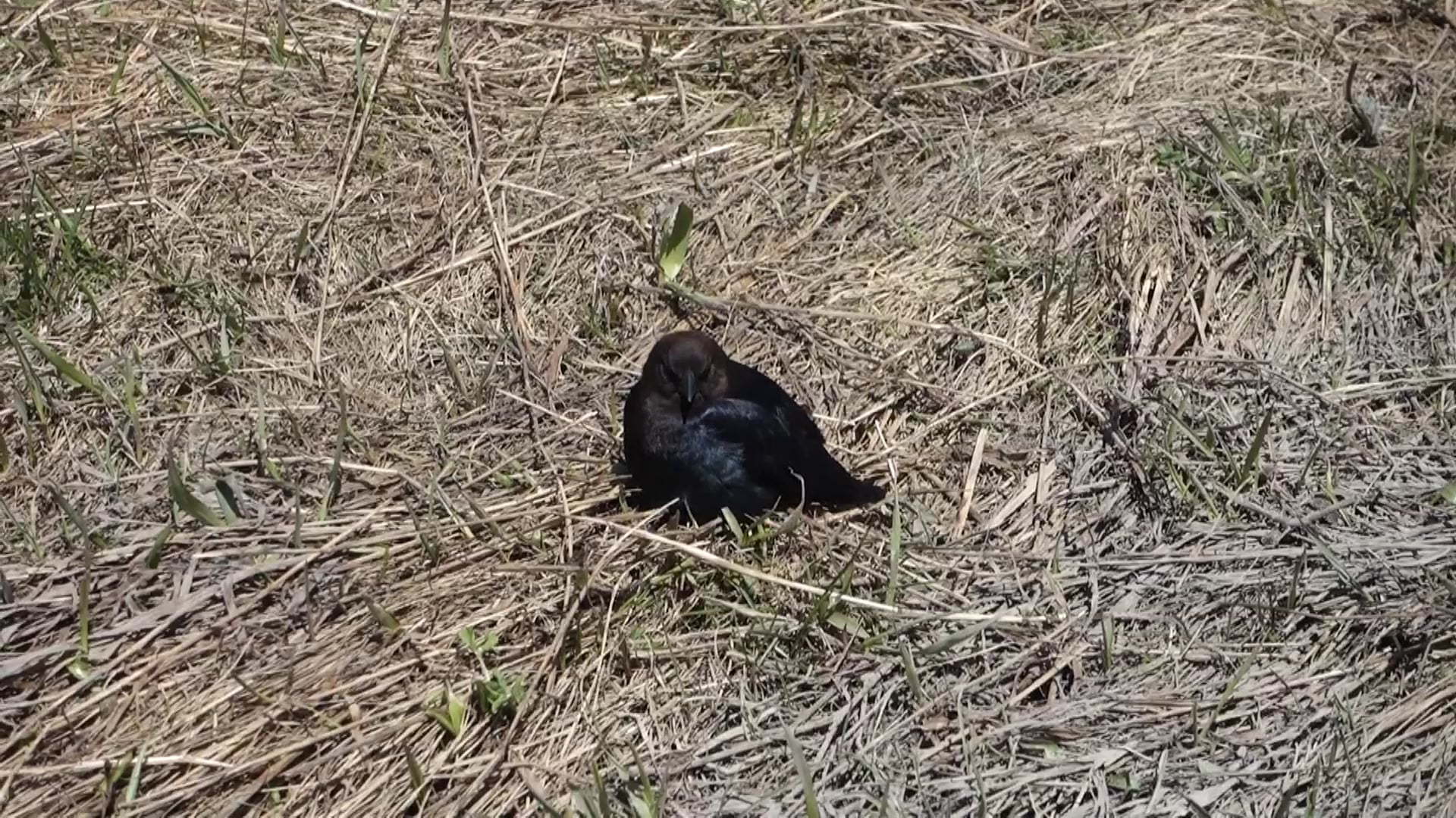 This bird sounds exactly like R2-D2! on Vimeo