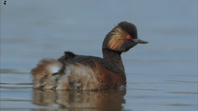 Eared Grebe Identification