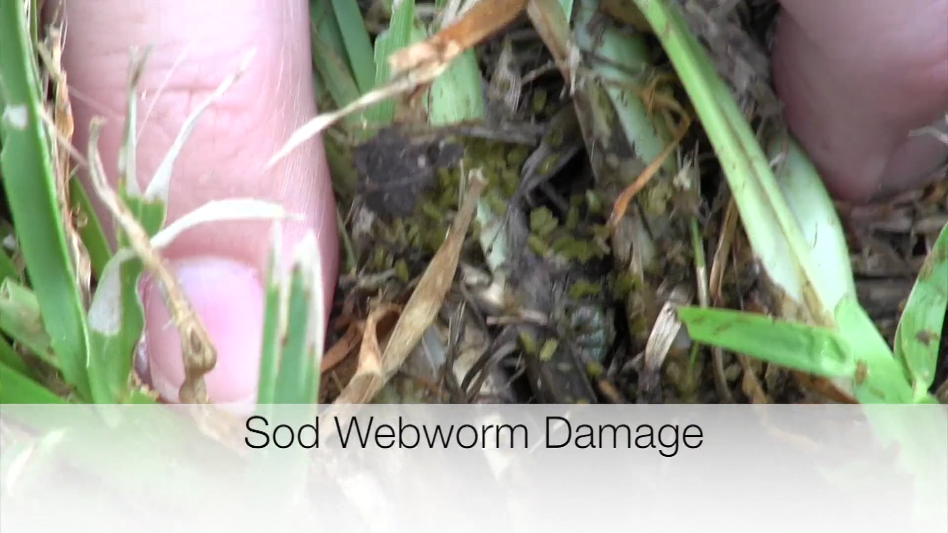 Sod Webworm Damage in Houston Area Lawns on Vimeo