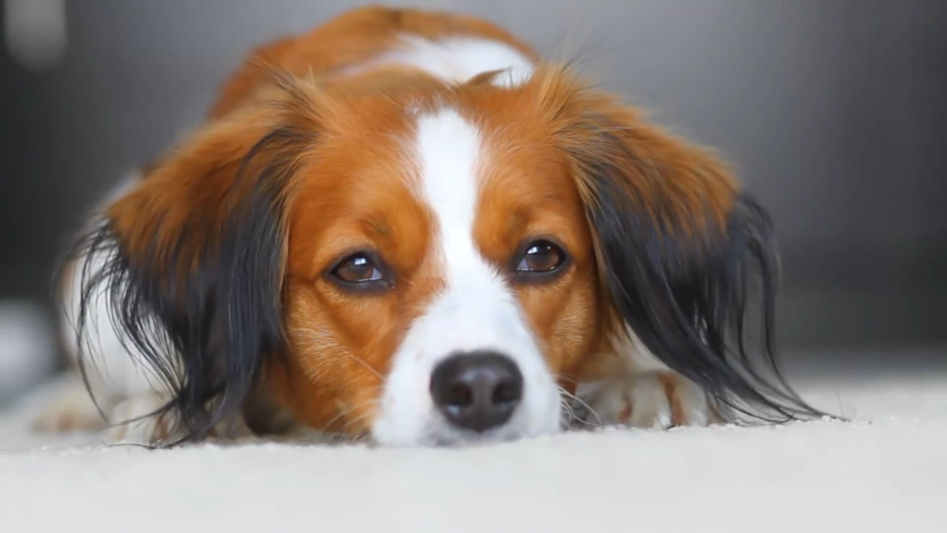 Snoochy Poochy Commercial on Vimeo