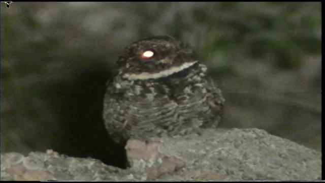 Common Poorwill In Flight