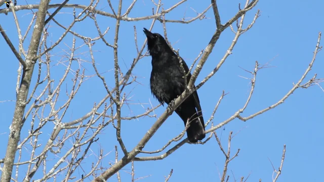 Crow Making Noises