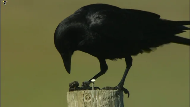 Large Black Crows