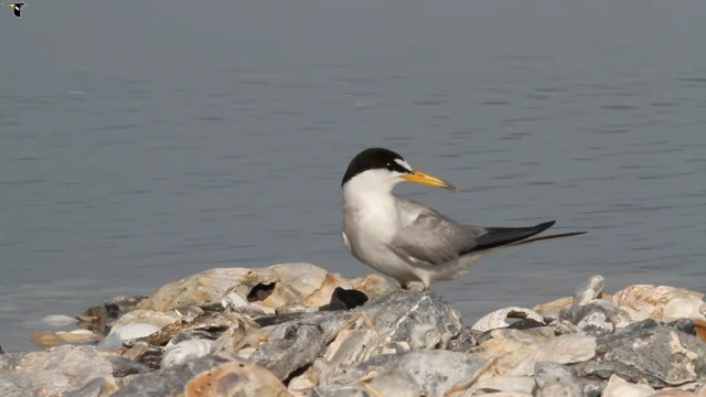 Interior Least Tern Range
