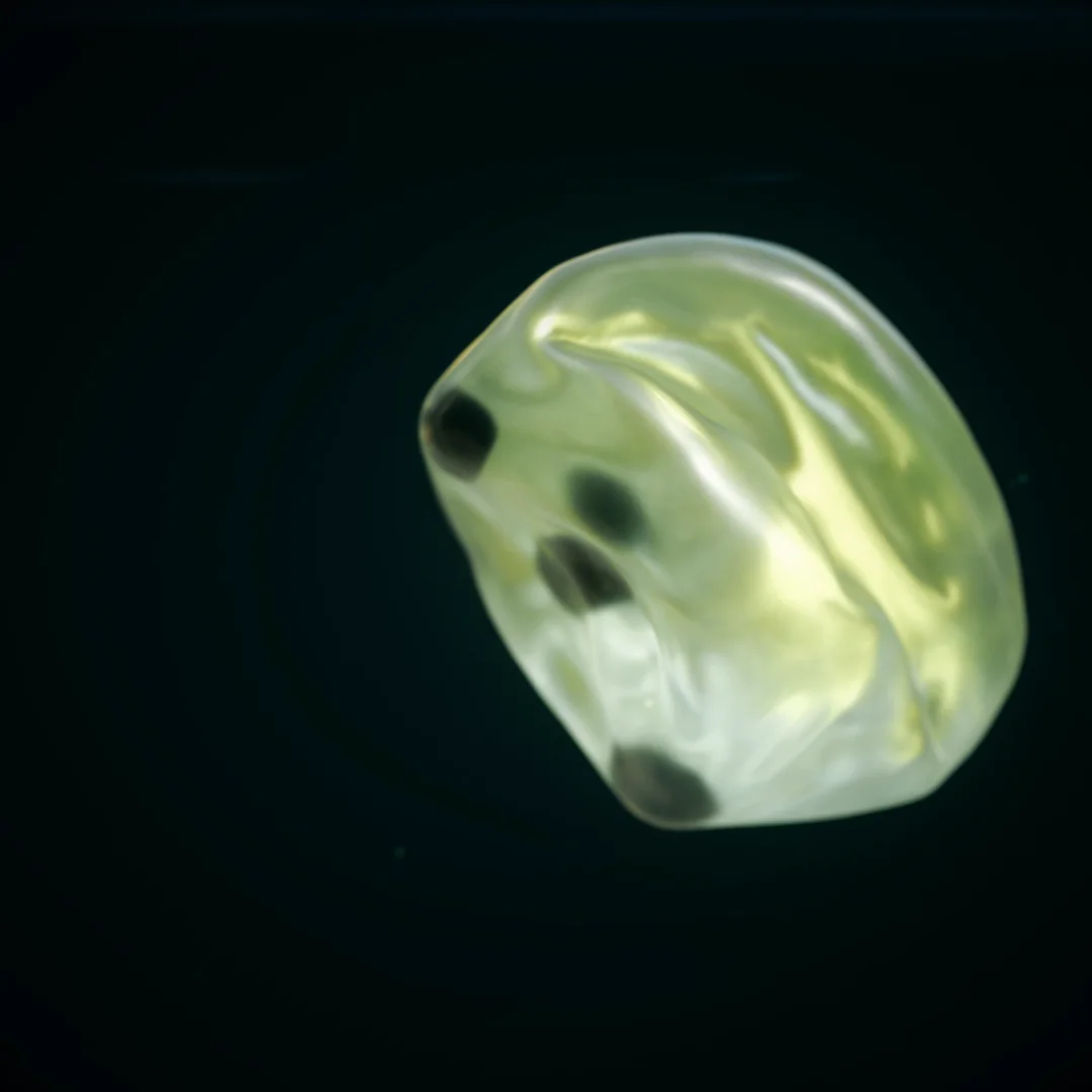 Alien Egg on Vimeo