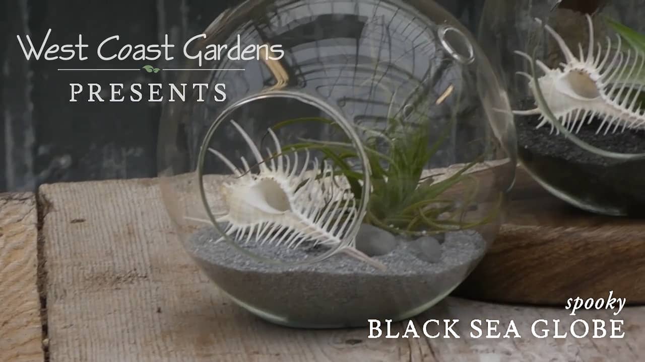 Spooky Black Sea Terrarium with Air Plants on Vimeo