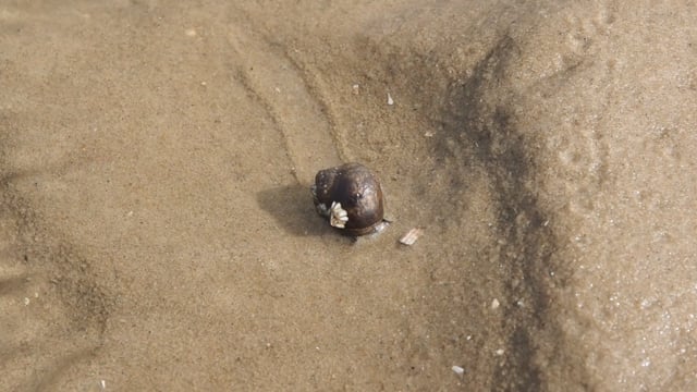 Large Sea Snail, Snail, Common Sea Snail. Free Stock Video - Pixabay
