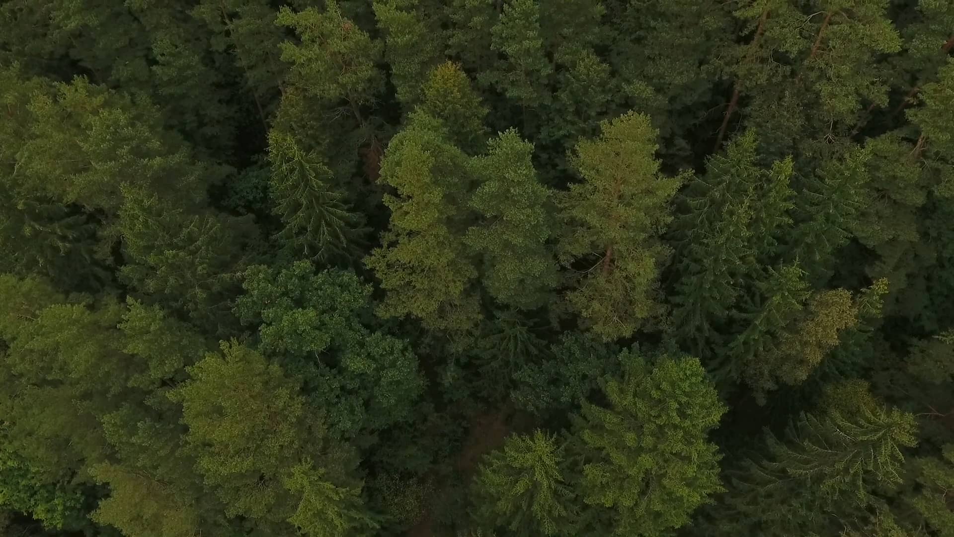 Free drone stock footage: nature, forest on Vimeo