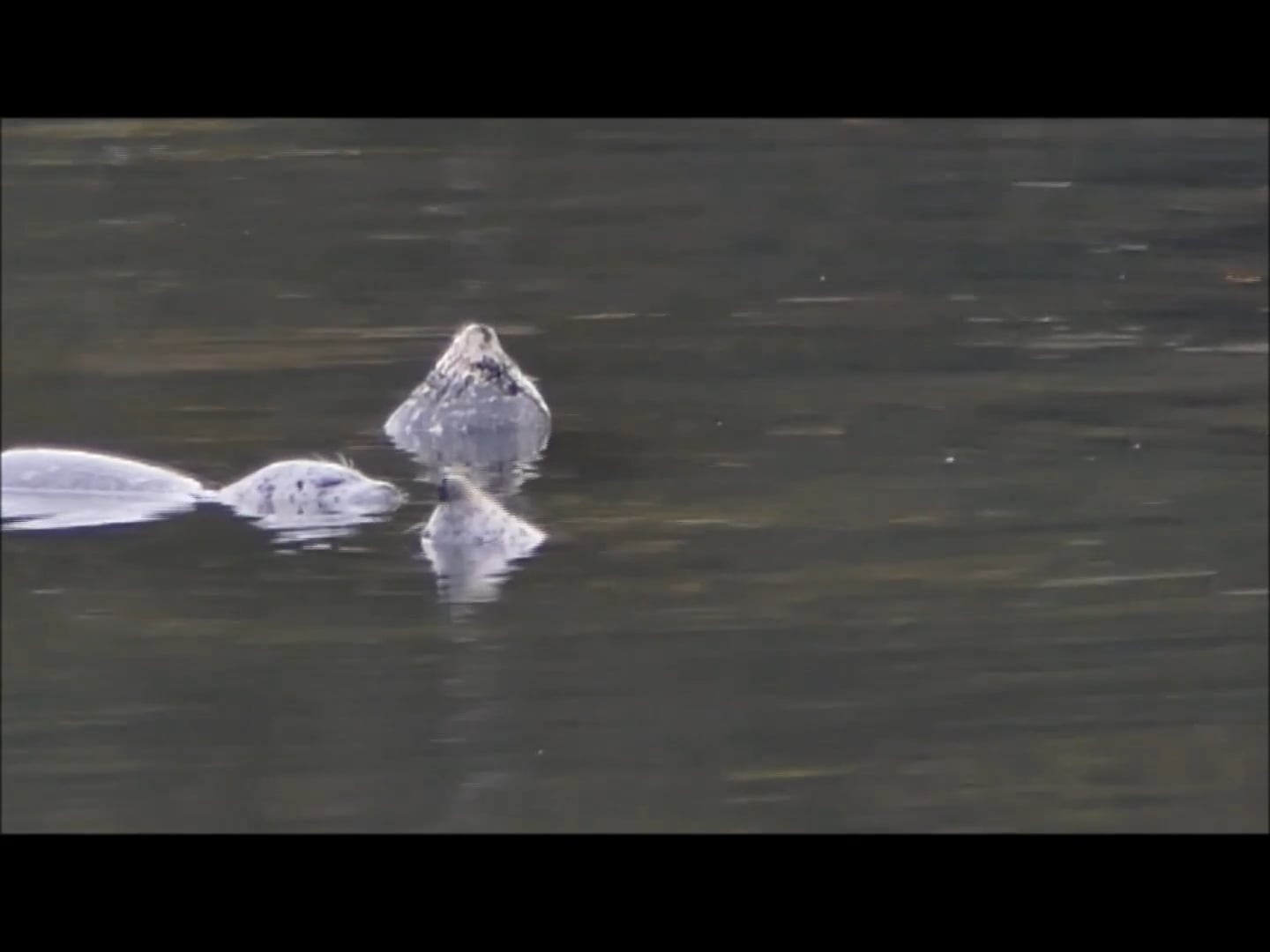 Seals A-Resting on Vimeo