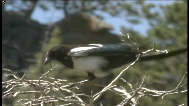 Sound Black Billed Magpie