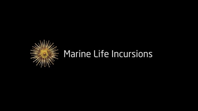 Marine Life Incursions movies on Vimeo
