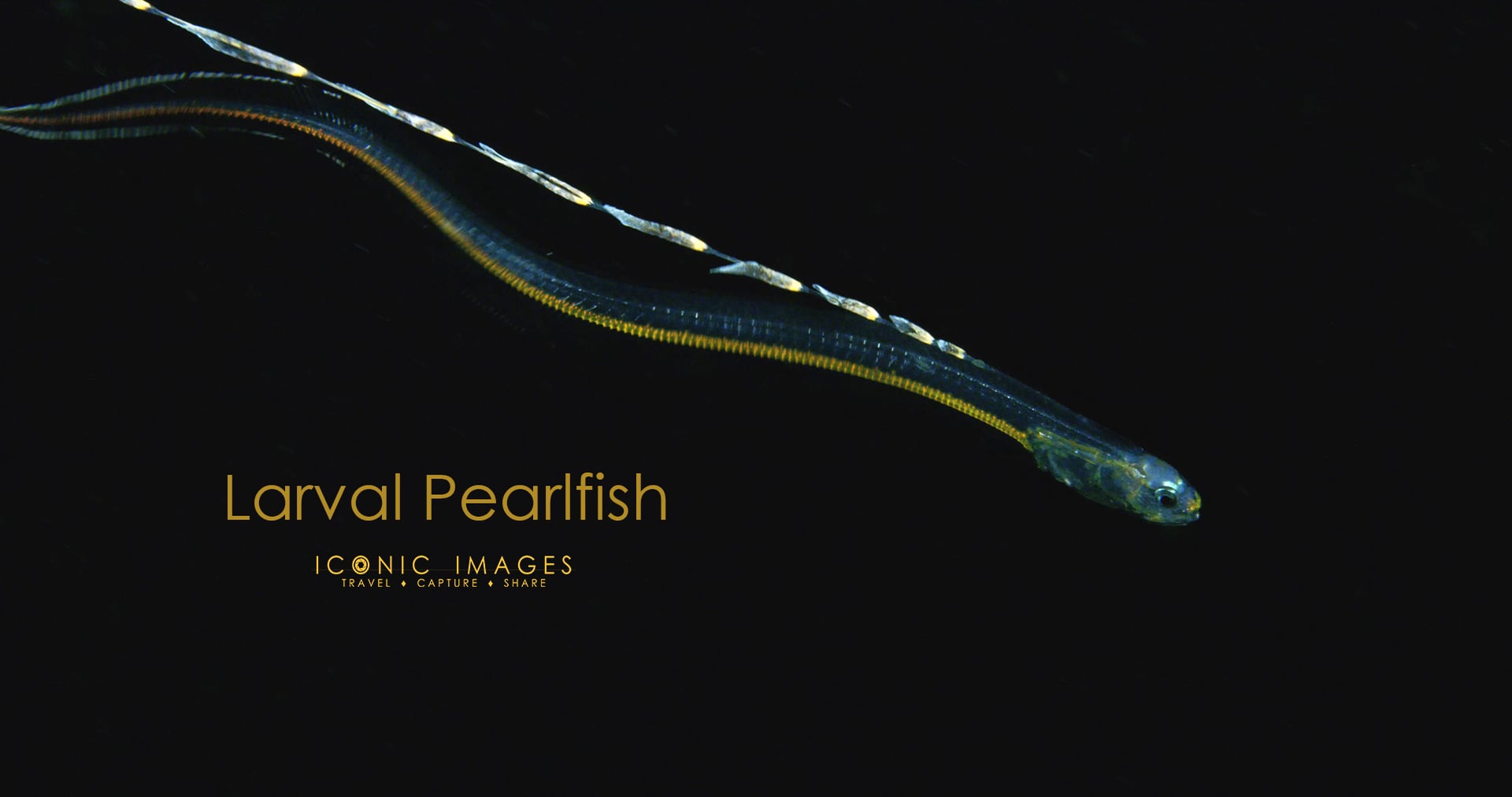 Larval Pearlfish (Black Water Dive) on Vimeo
