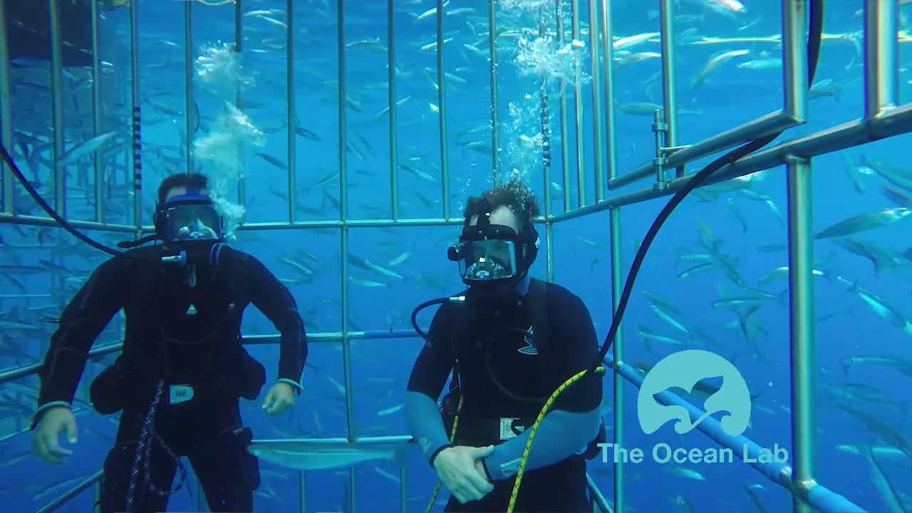 Ocean Lab Stream "White Shark 101" on Vimeo