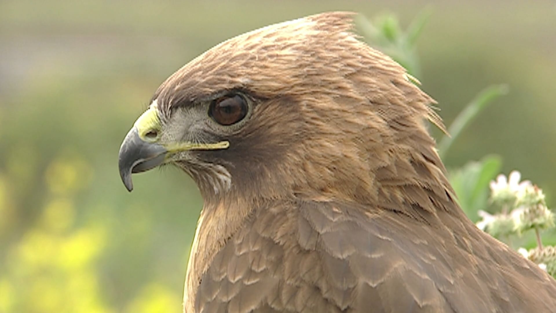 Raptor Handling 101: by the Florida Fish and Wildlife Conservation ...